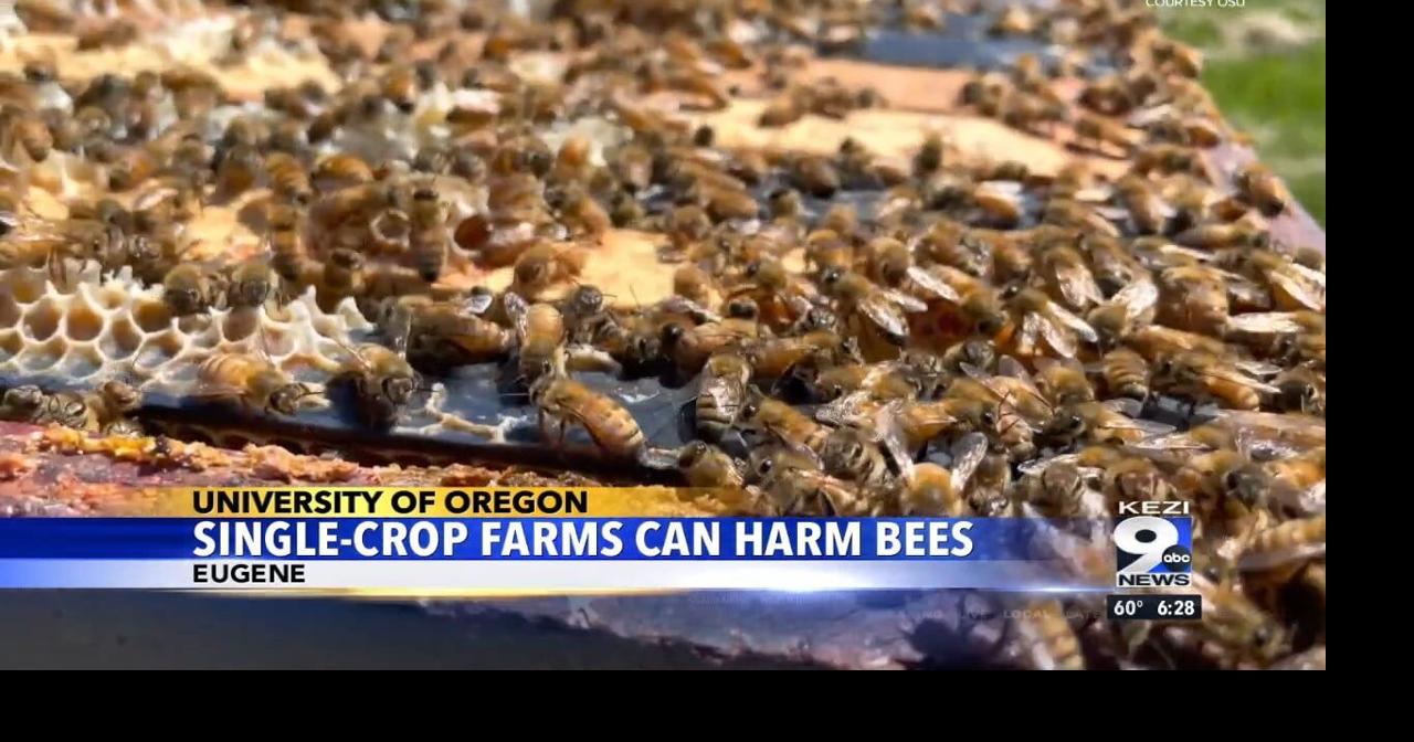 Single crop farming can harm bees, according to UO researchers | Video ...