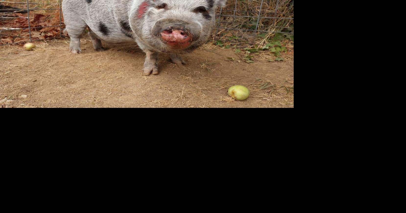 200-pound pet pig that went missing on I-5 found, returned to grateful ...