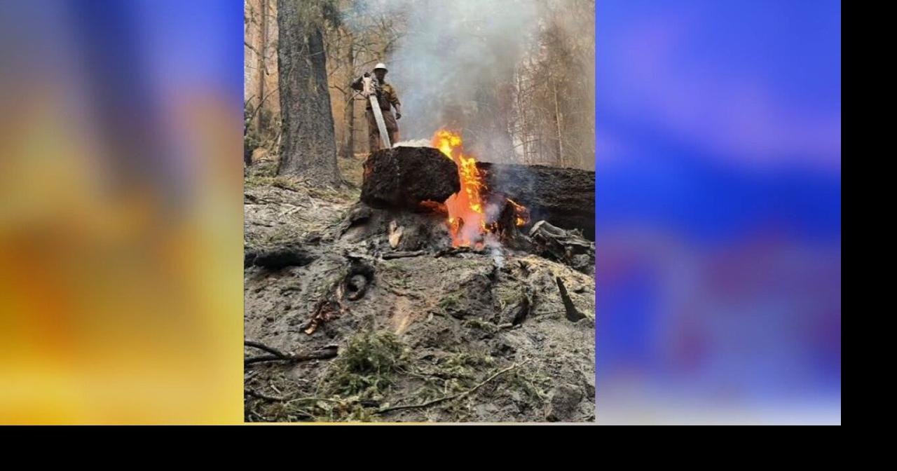 Firefighters keeping an eye out for fire-weakened trees | Video | kezi.com
