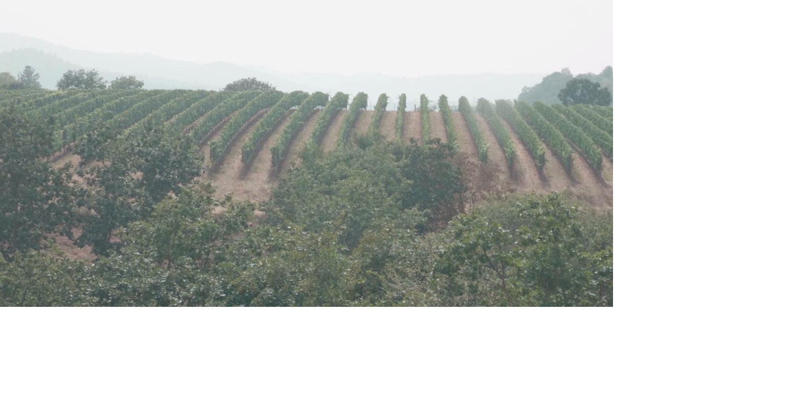 OSU studying effect of wildfire smoke on wine grapes | News | kezi.com