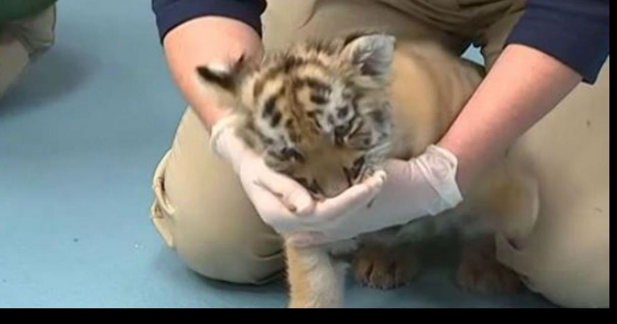 Rare twin tiger cubs being hand-raised at Pittsburgh Zoo | Spokane News ...