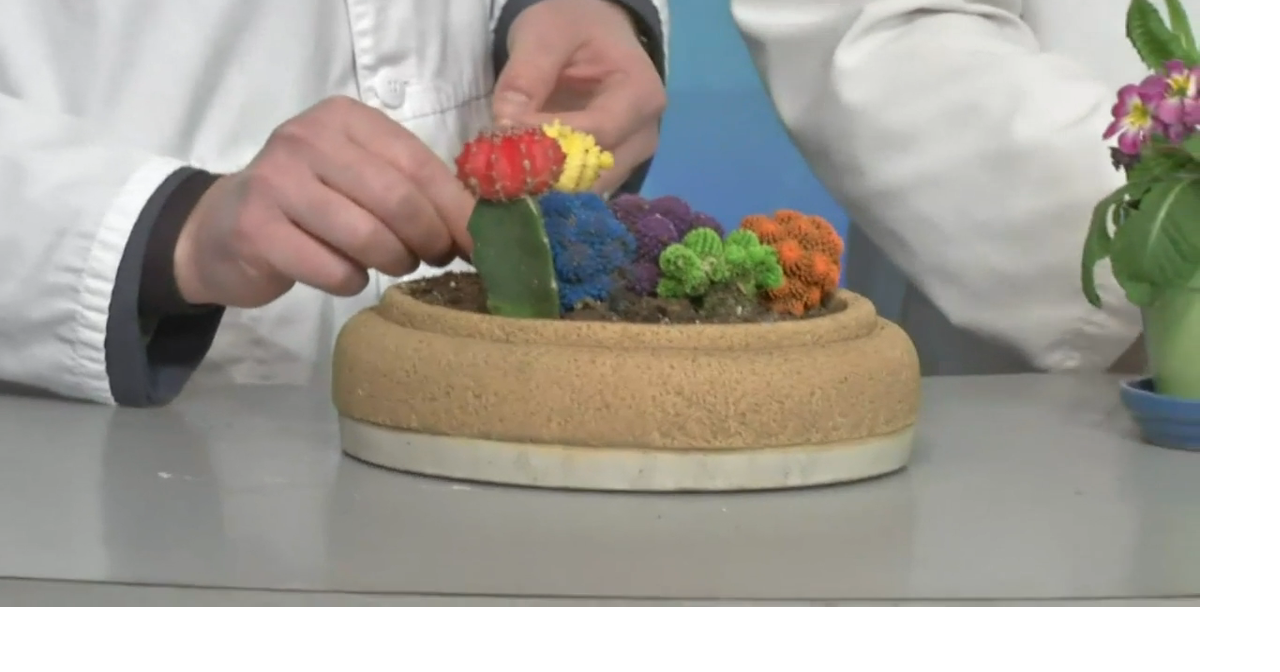 Extreme Science with Radical Rick: Science with Plants | Spokane News ...