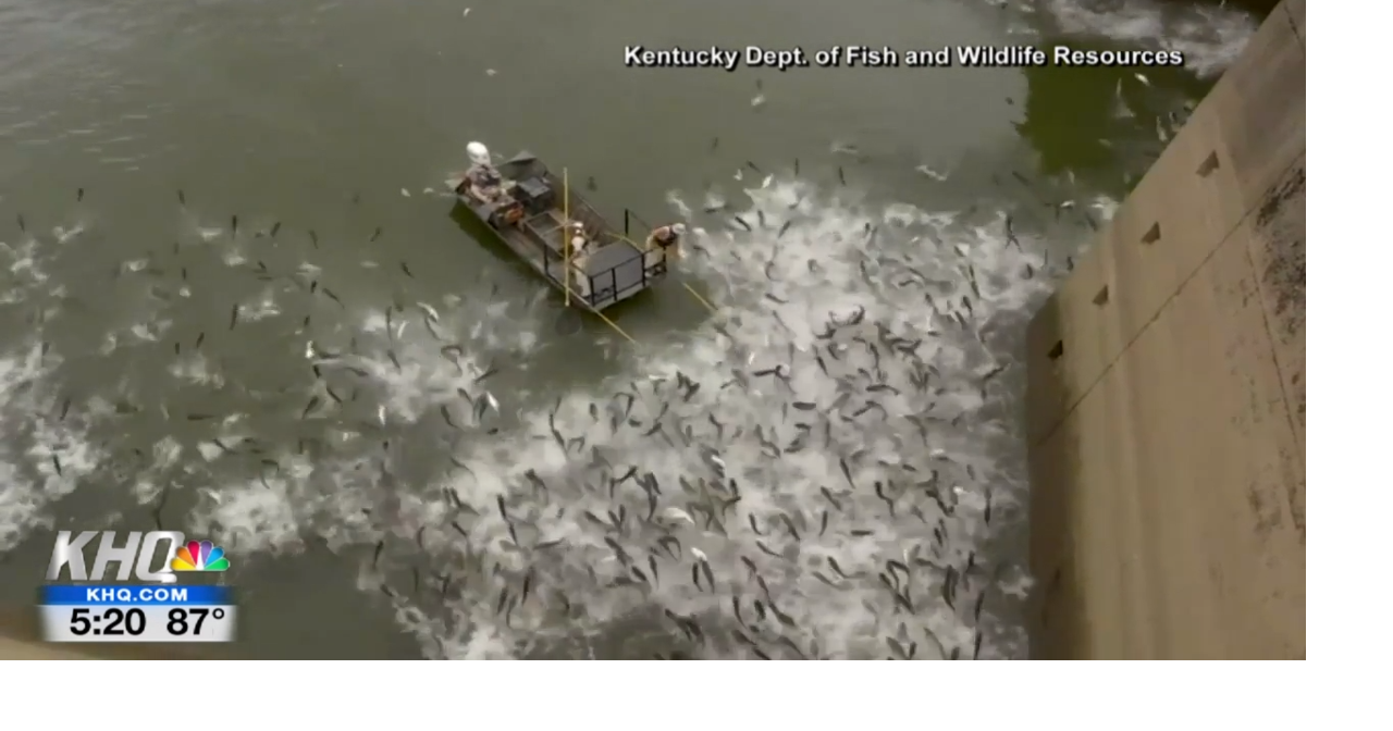 Researchers shock invasive fish species | Spokane News | khq.com