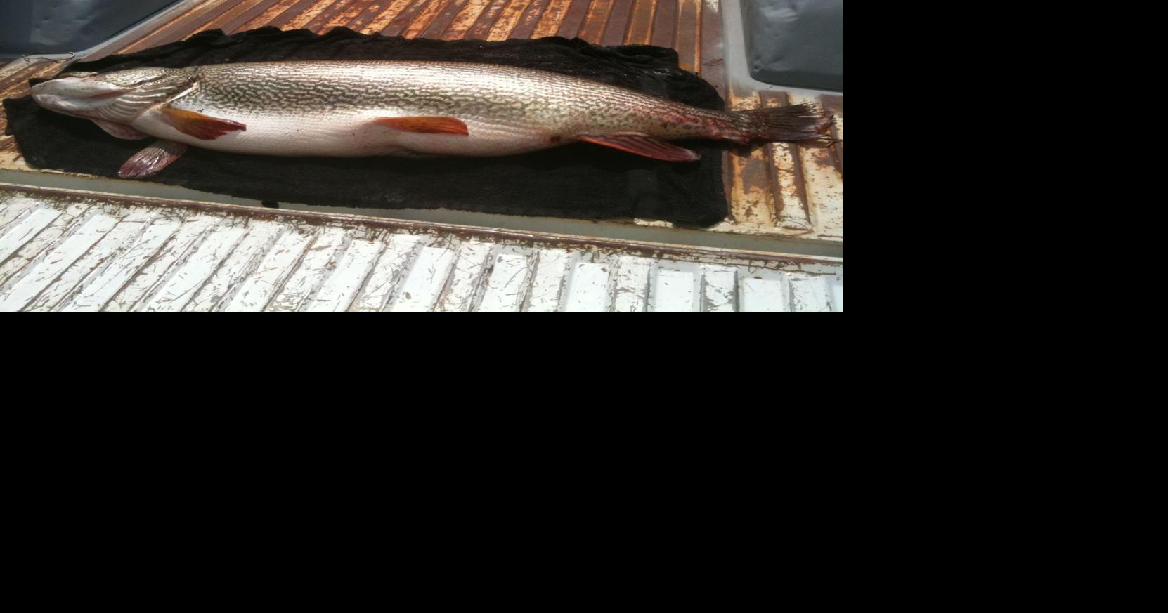 record pike caught