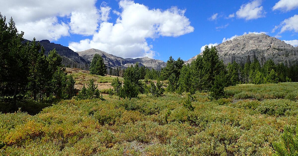 Forest service invests millions in North Idaho and Missoula regions for ...