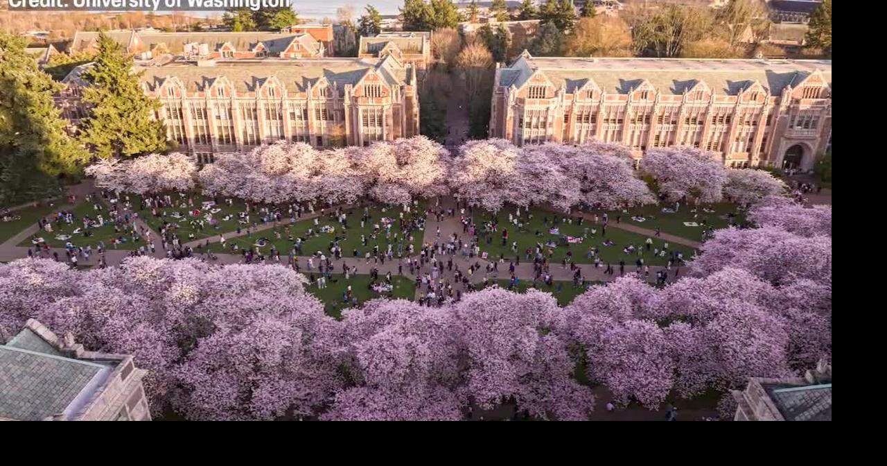 University of Washington cherry blossoms set to bloom soon | Spokane ...
