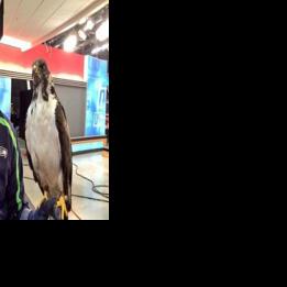 'Taima' The Official Seahawk Stops By The KHQ Studios | Spokane News ...