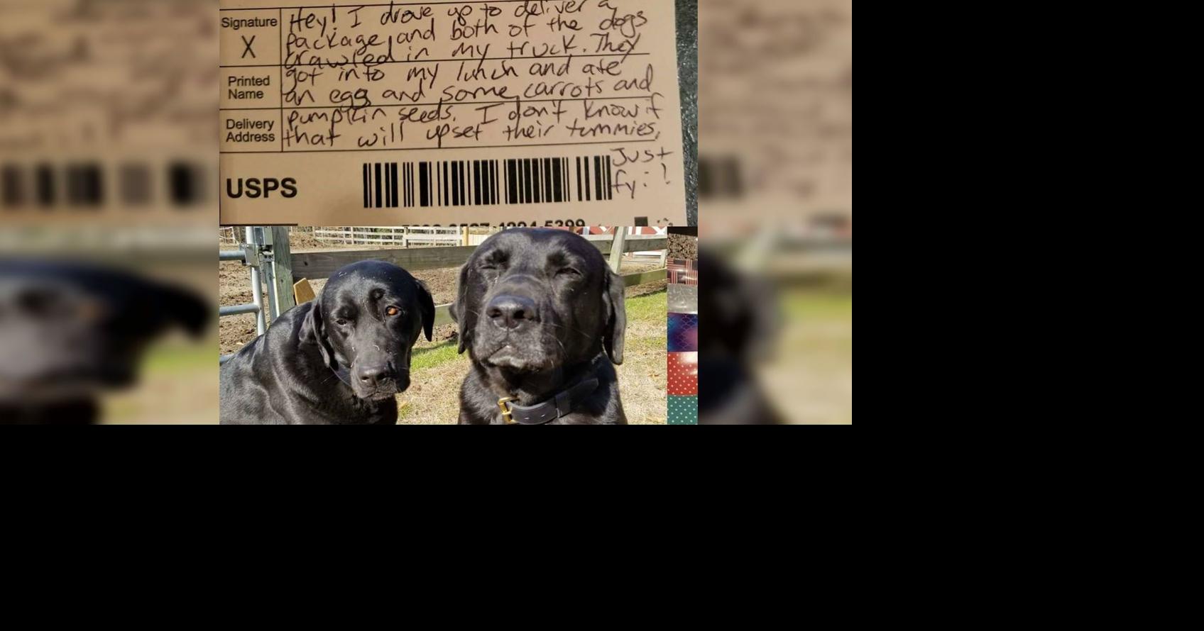 Dogs go viral for eating Virginia mailman's lunch | Spokane News | khq.com