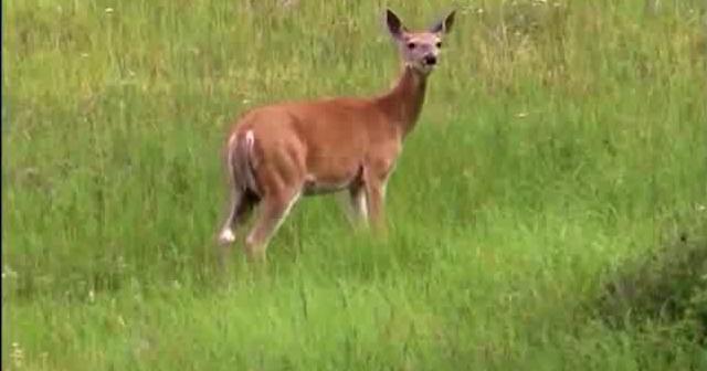 Chronic wasting disease threatens Idaho's big game and hunting ...