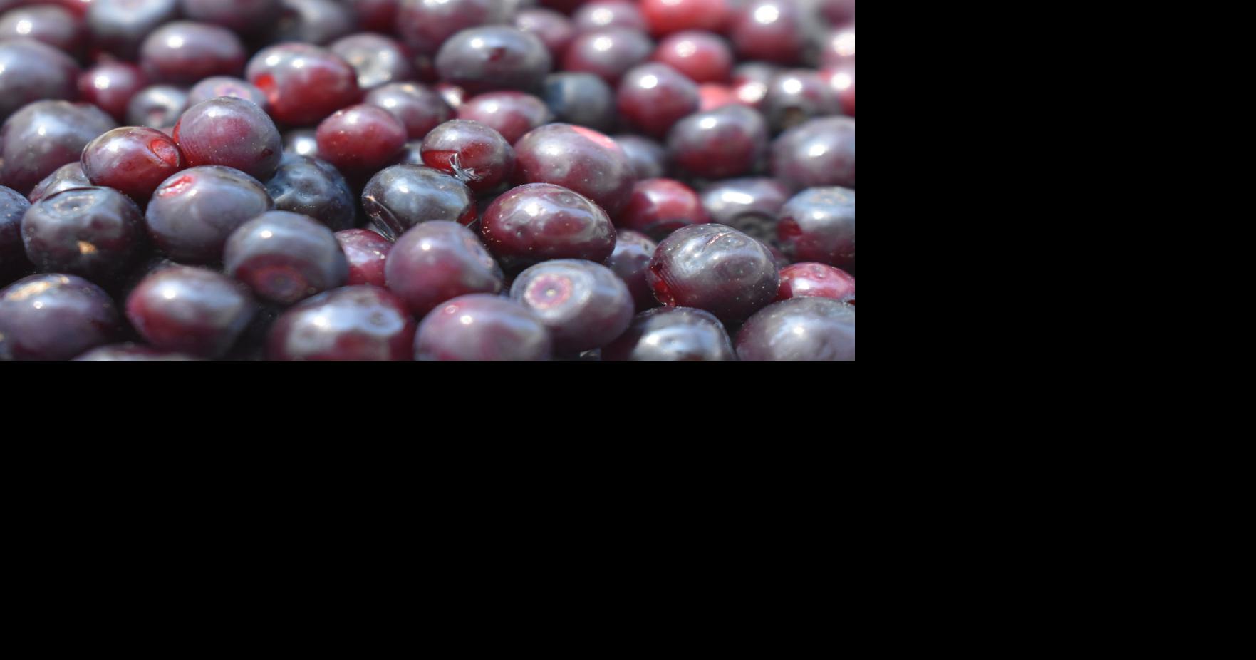 Huckleberry Season: Tips for responsible gathering on Idaho Panhandle ...