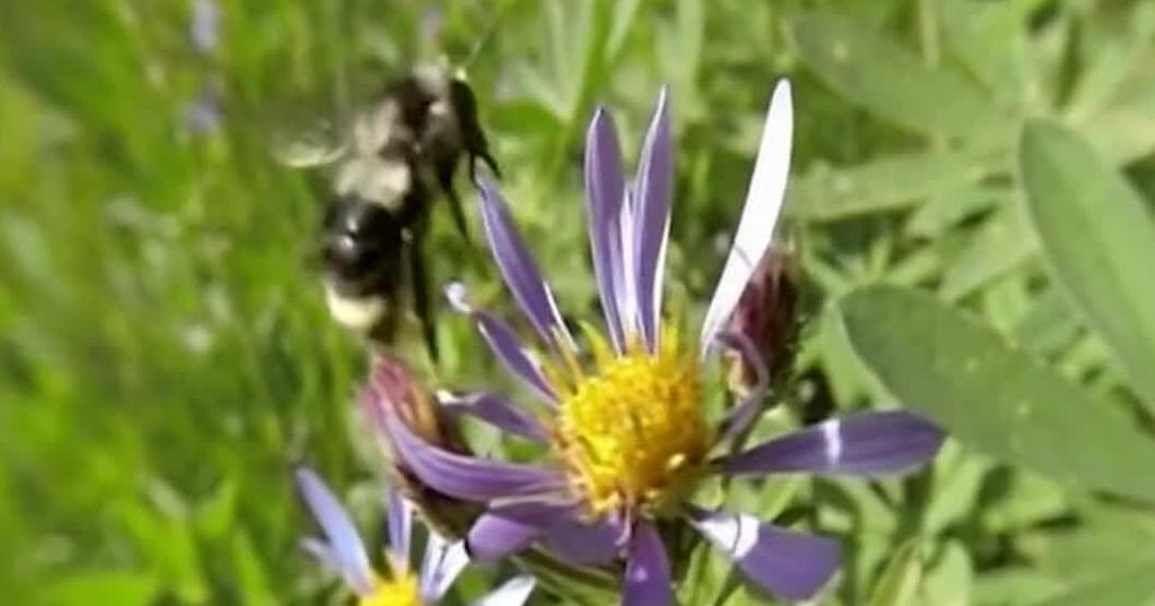 New bee species discovered in Washington state through volunteer ...