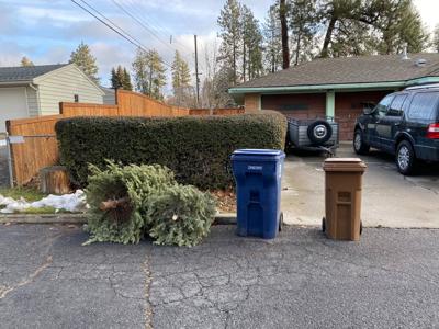 Last week of free curbside pickup for fresh-cut Christmas trees | | khq.com