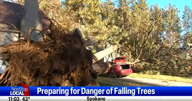 Preparing for the danger of falling trees in a wind storm | Spokane ...