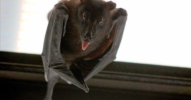 rabies scratch bat