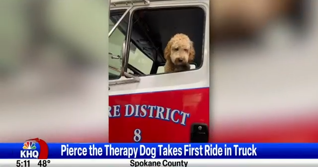 Pierce the therapy dog takes first ride in Spokane Fire District #8 ...