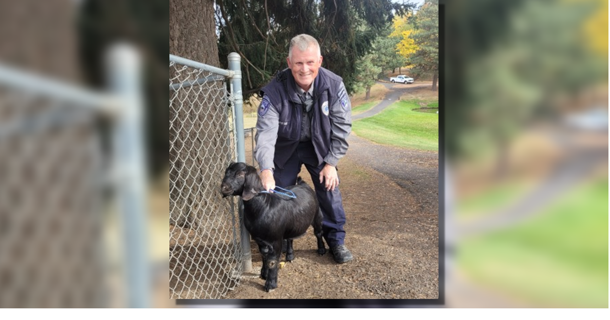 Pullman Police Department returns escaped goat to owner | Spokane News ...