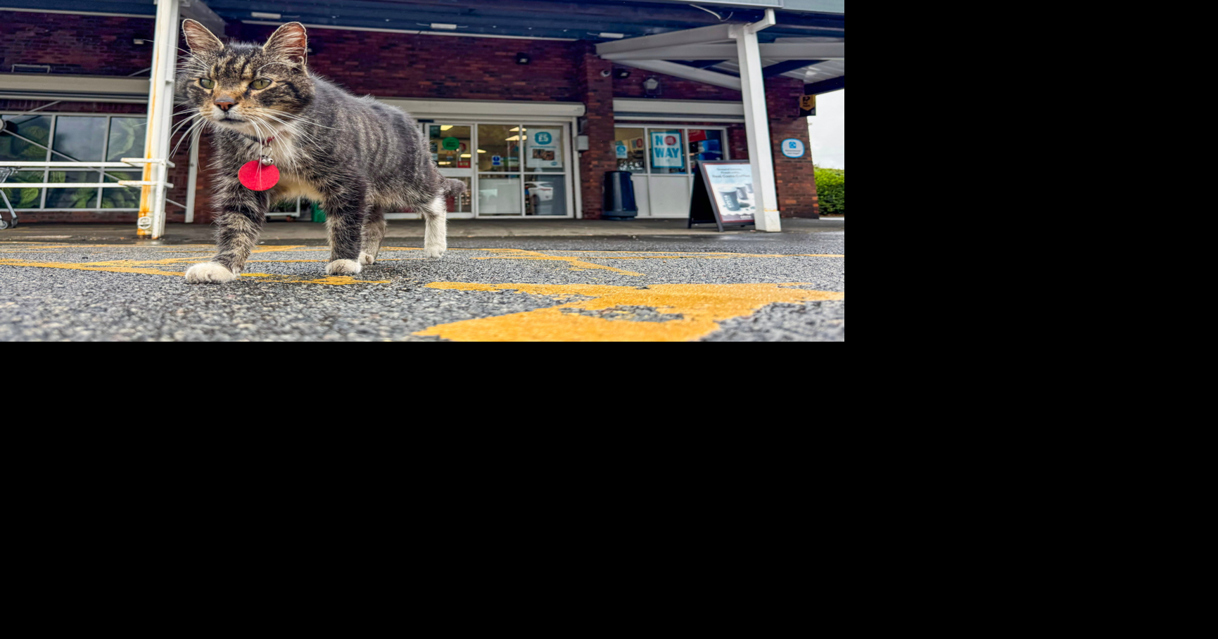Beloved viral supermarket cat passes away | National | khq.com