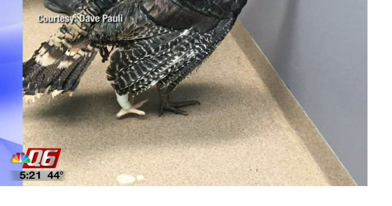 Turkey fitted with prosthetic leg | Spokane News | khq.com
