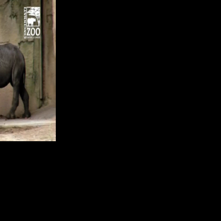 Baby rhino bites man at Cincinnati Zoo | Spokane News | khq.com