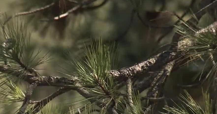 Spokane allergy season brings high pollen counts and itchy eyes ...