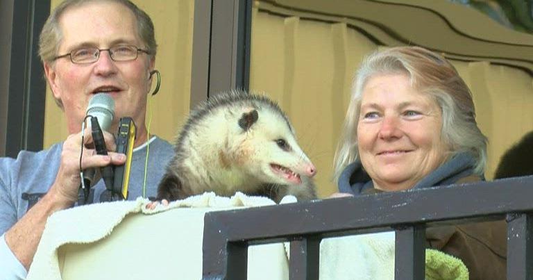Alabama Possum Beats Groundhog to Weather Prediction | National | khq.com
