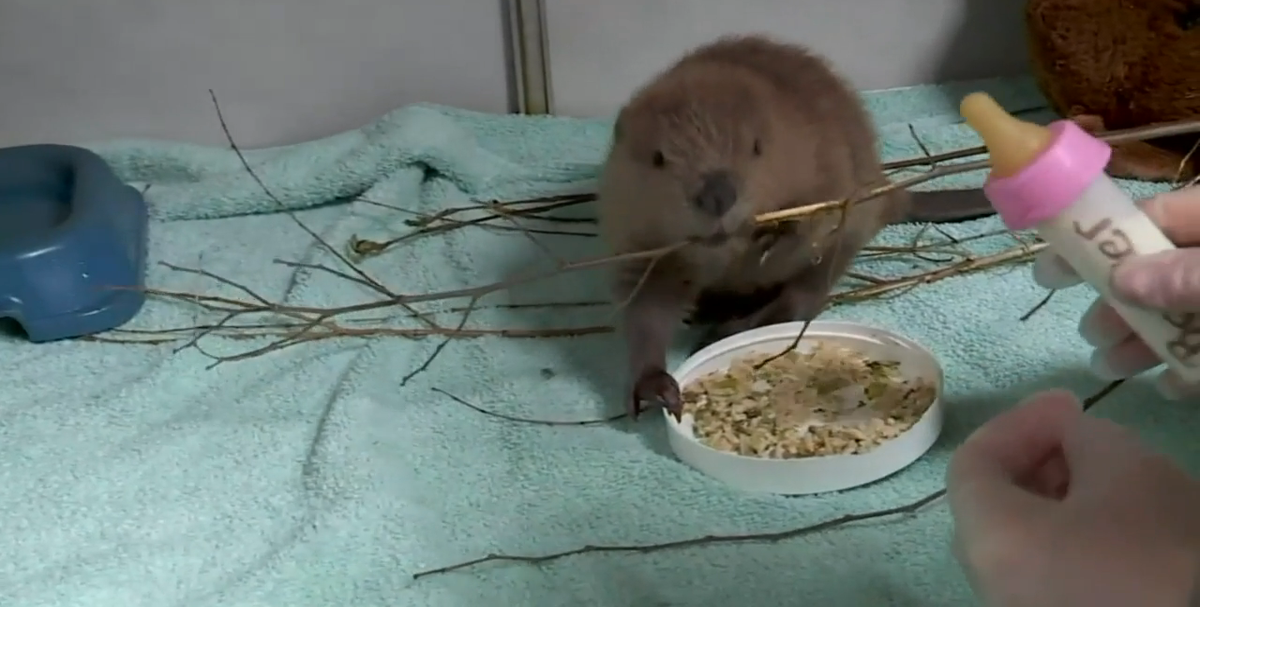 ADORABLE: Baby beaver getting nursed back to health in Oklahoma ...
