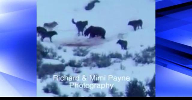 WATCH: Wolf pack takes down an elk, fights with a Grizzly | Spokane ...
