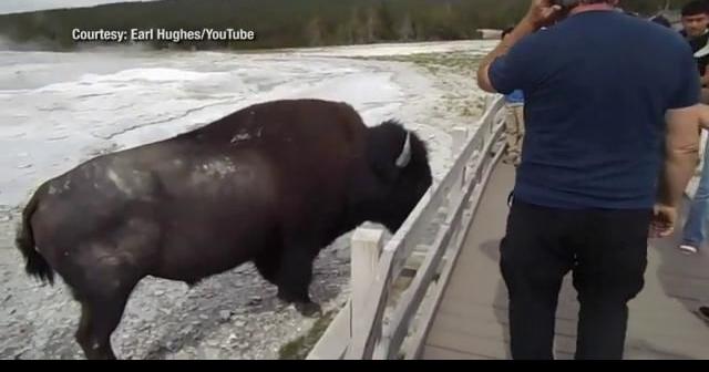 VIDEO: Man spotted petting bison in Yellowstone National Park | Spokane ...