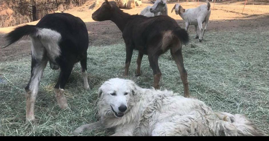 Hero dog protects goats, deer from Santa Rosa fire | Spokane News | khq.com
