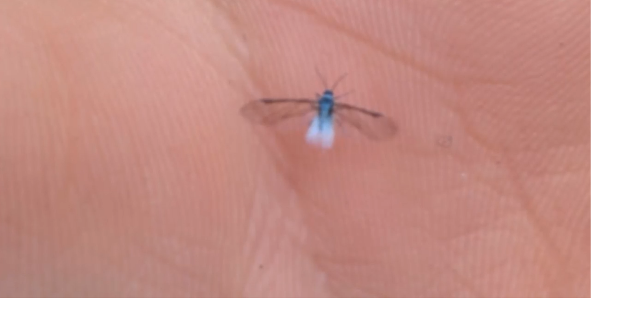 Those pesky bugs you're seeing? They're blue ash aphids and they're ...
