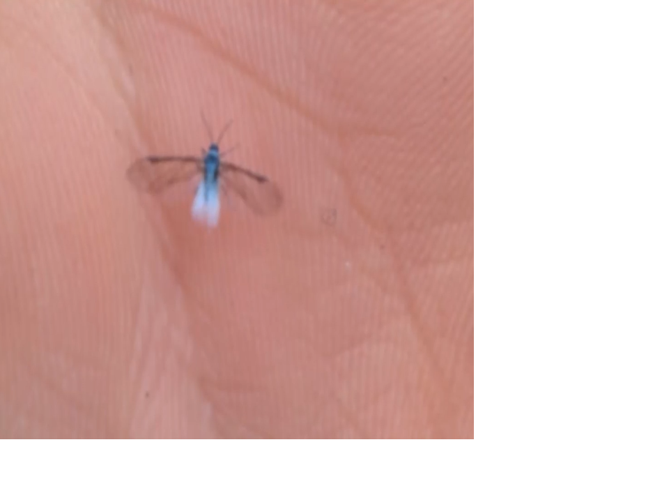Those pesky bugs you're seeing? They're blue ash aphids and they're ...