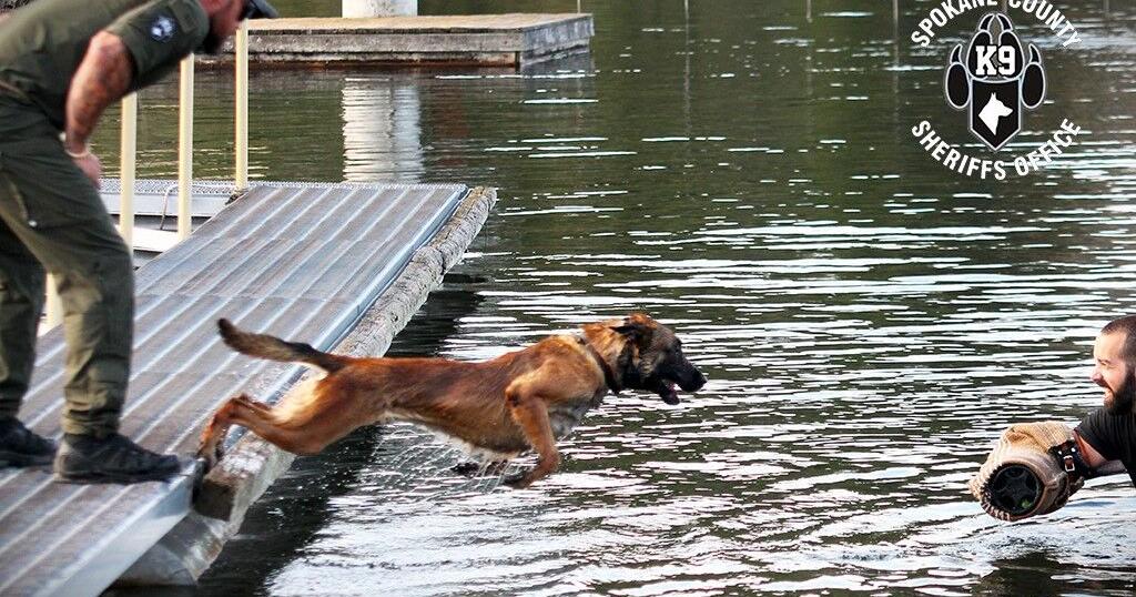 Spokane County Sheriff’s Office K9 dies unexpectedly | Spokane News | khq.com
