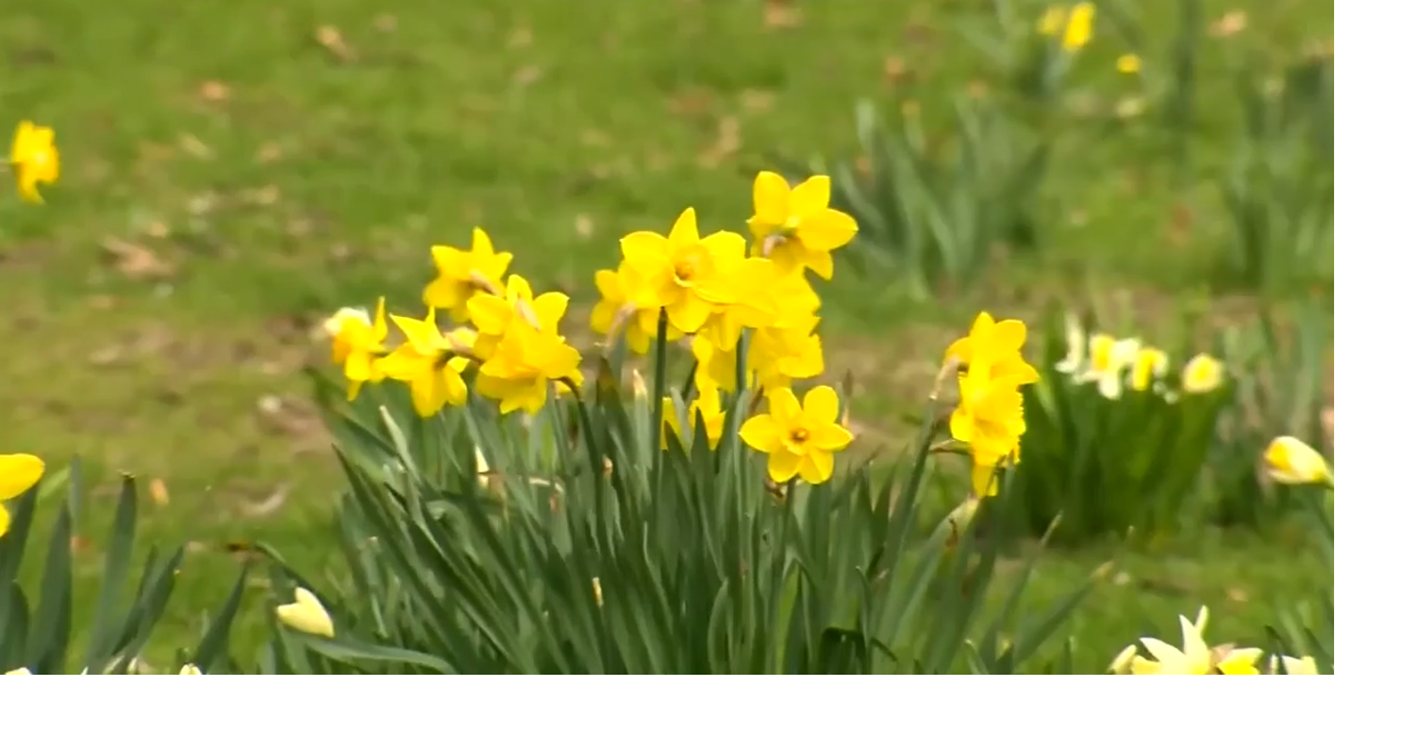 Washington begins an early allergy season amid warmer weather | Spokane ...