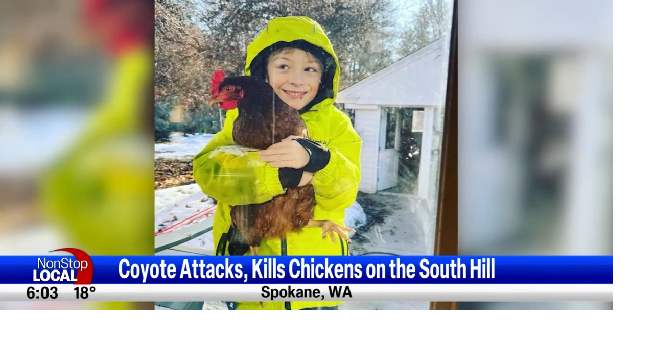 South Hill residents report Coyote attacks on chickens | | khq.com