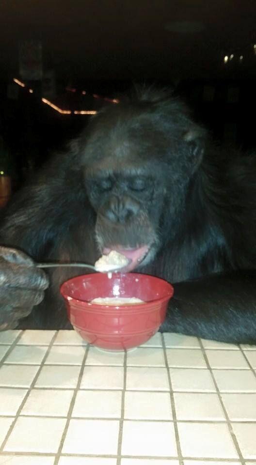 Sheriff's deputy kills Chimpanzee after a woman is attacked in Umatilla ...