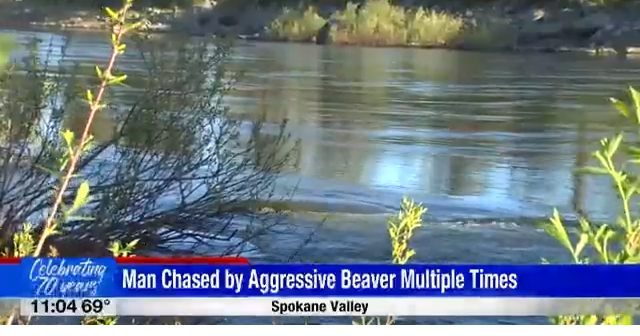Aggressive beaver forces Spokane Valley fisherman to find a new spot ...