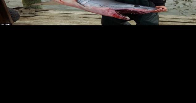 Catch Of The Day: Fisherman Lands Eight-Foot Shark After It Leaps Into ...