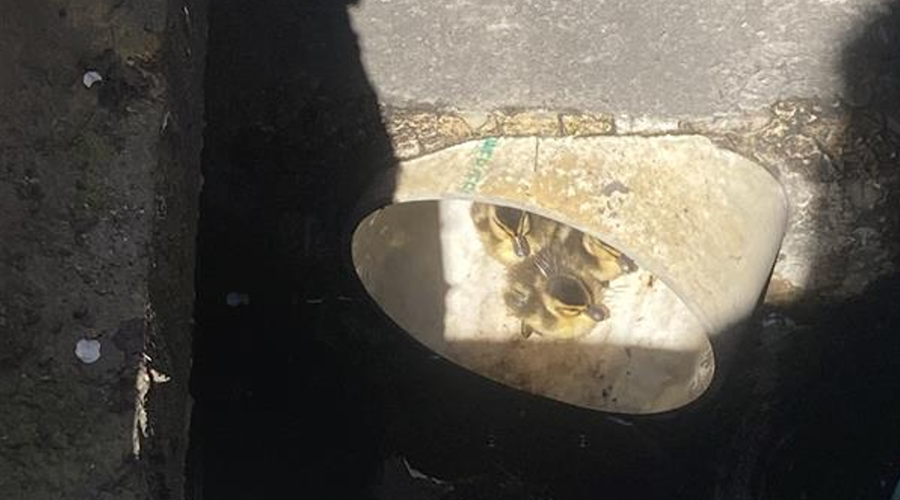 Community comes together to save baby ducklings stuck in a storm drain ...