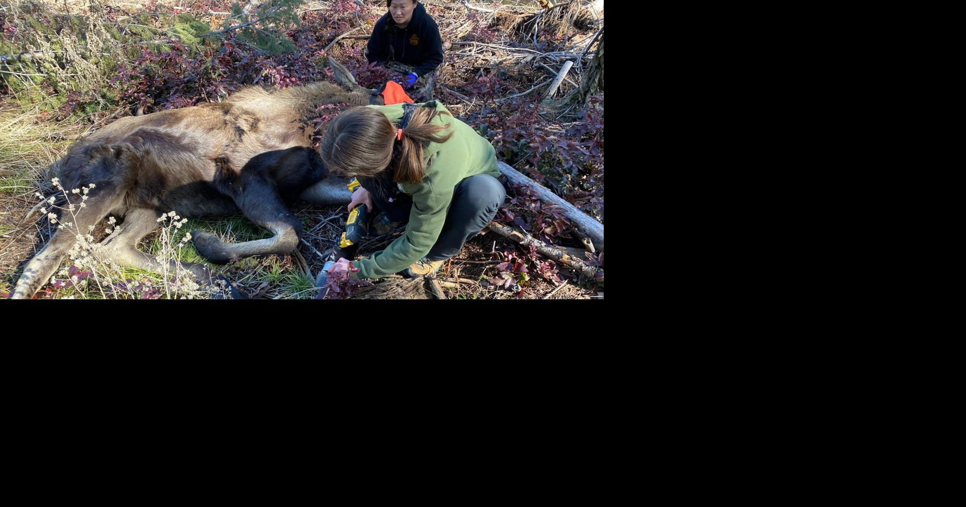 Washington Department of Fish and Wildlife save moose stuck in PVC pipe ...