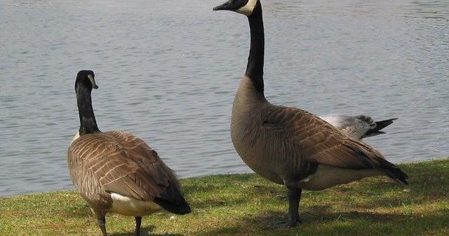 Dead goose falls from sky, knocking hunter unconscious | Spokane News ...