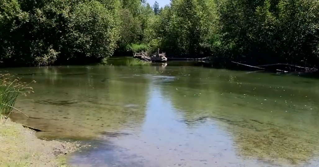 A river reborn, the resurgence of salmon into the Little Spokane ...