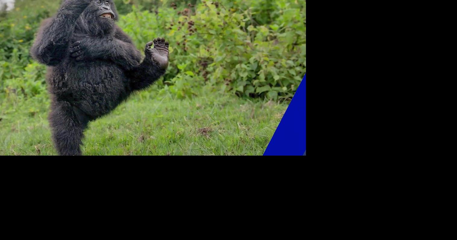 Gorilla photographed by British photographer wins top prize in wildlife ...