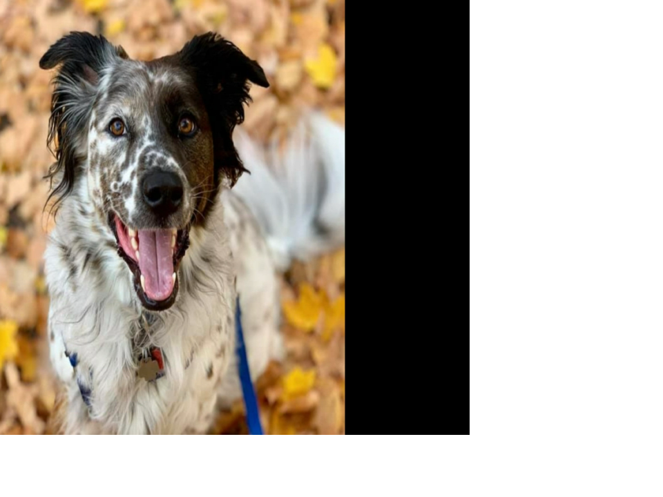 Report confirms heated sidewalk electrocuted dog | News | khq.com