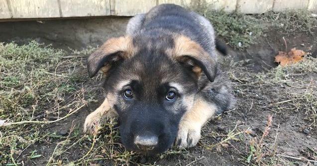 PHOTOS: K9 Laslo shows off his pups | Spokane News | khq.com