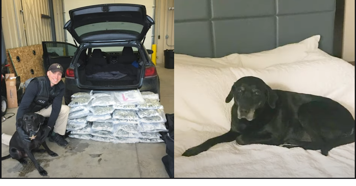 K9 Ace | | khq.com