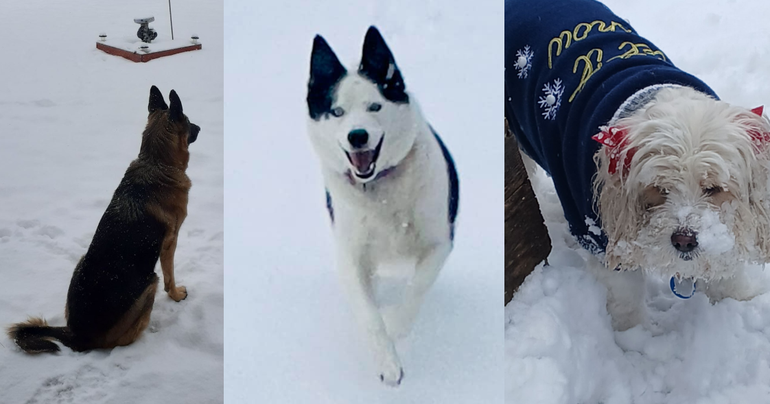 Dogs across the Inland Northwest enjoy Sunday snow | Spokane News | khq.com
