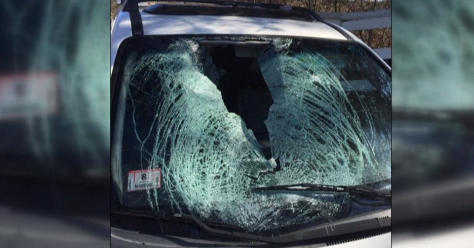 Turkey crashes through windshield on Cape Cod | Spokane News | khq.com