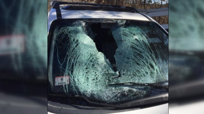 Turkey crashes through windshield on Cape Cod | News | khq.com
