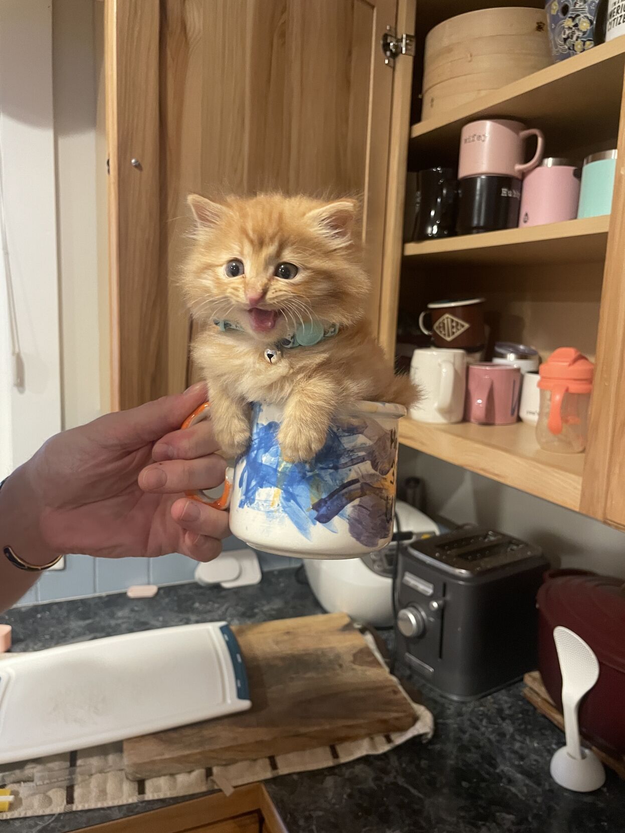 Kitten found at Avista Stadium after fire finds new home in Spokane ...