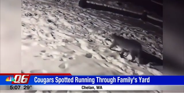 WATCH: Cougar spotted running through a family's yard | News | khq.com